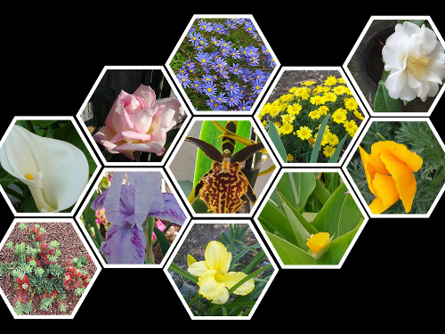 Flower Ceremony for Peace and Justice - Berkeley Fellowship of ...